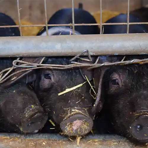 Air Filtration for Pig Farms/Barns (Swine Industry)